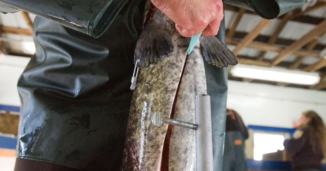 Entiat fish hatchery switching its stock | Local News | wenatcheeworld.com