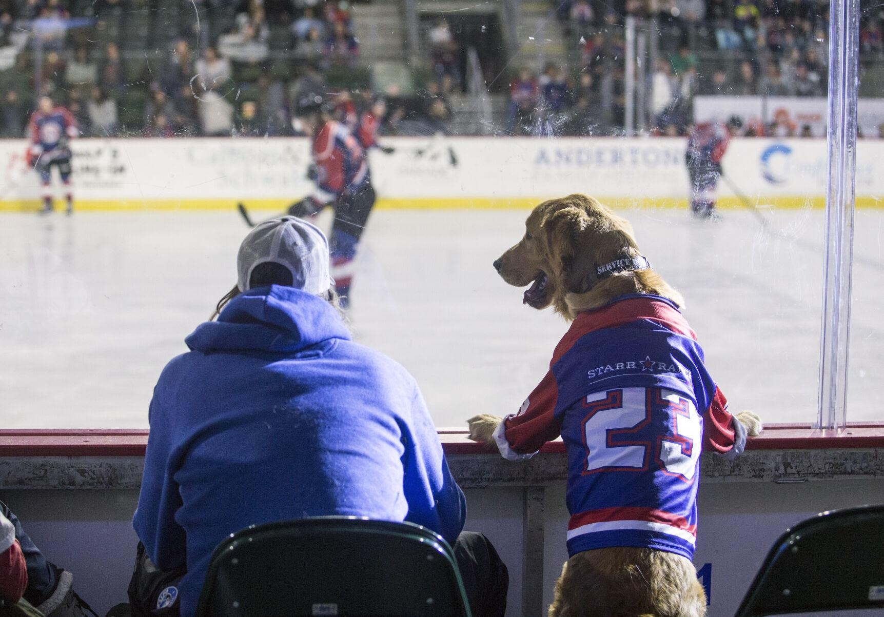 Notice a furry Wenatchee Wild fan at hockey games? Tannker does 'a lot ...