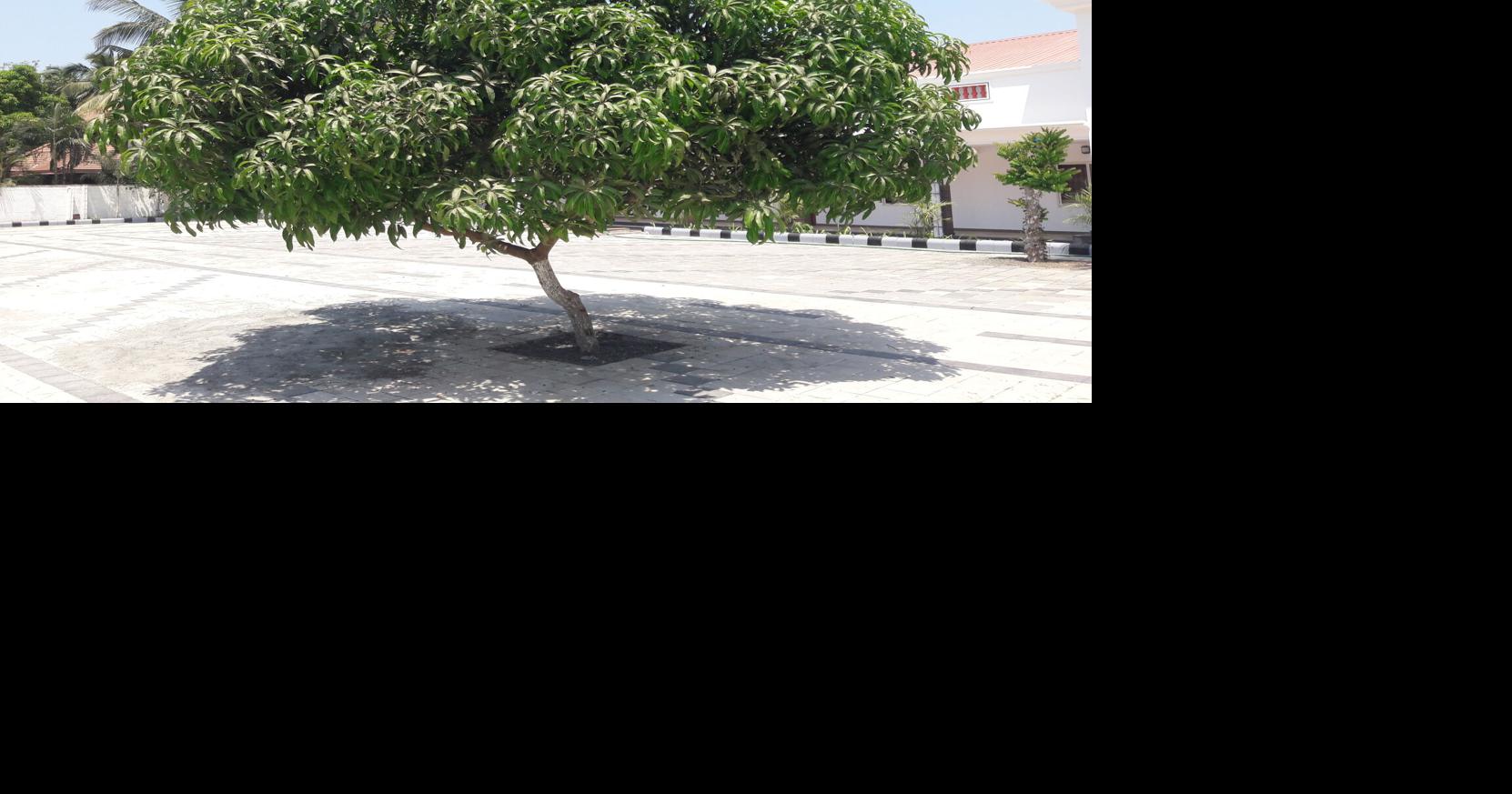 Under the mango tree | Family & Faith | wenatcheeworld.com