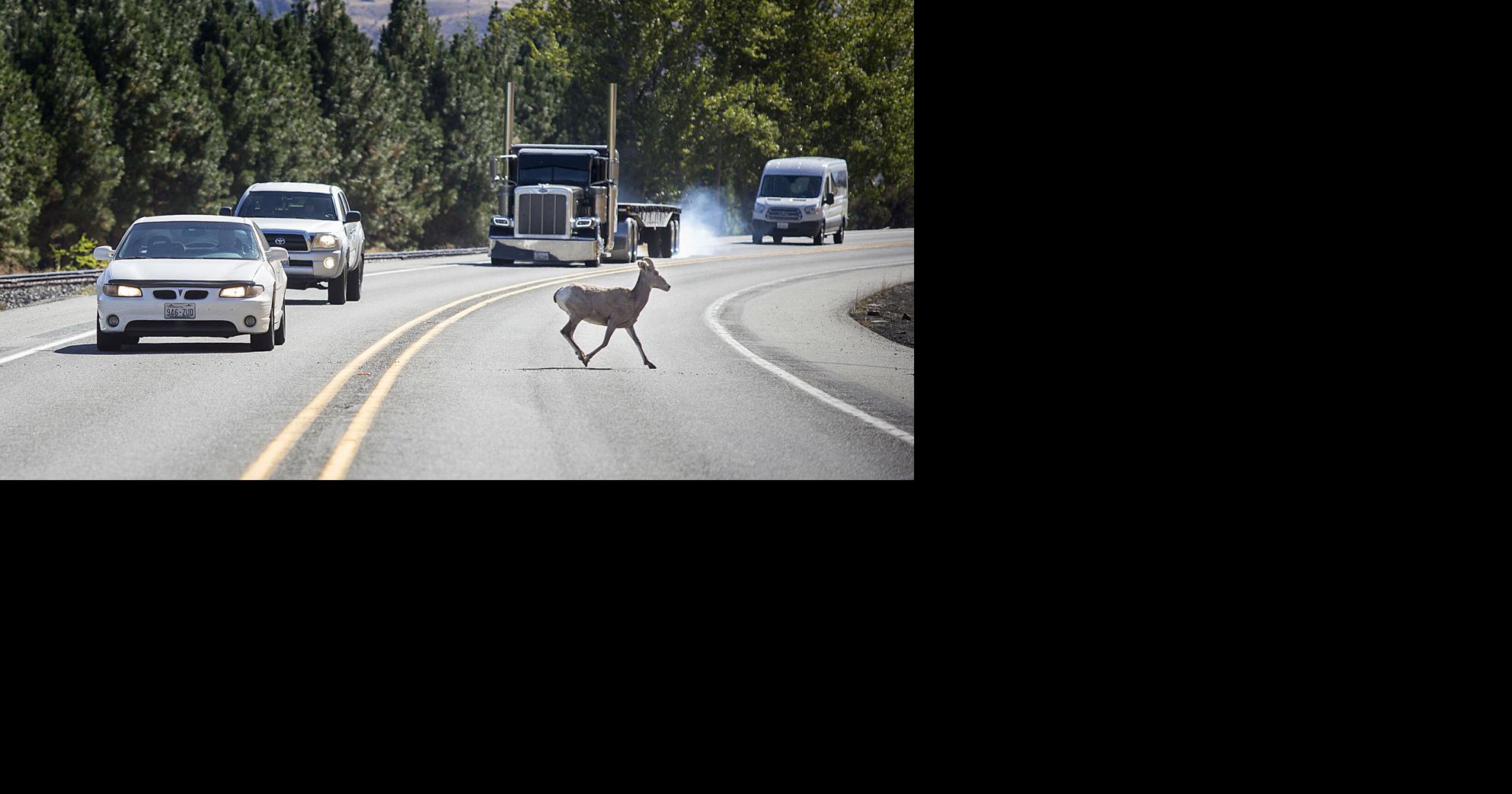 Opinion | Ronald Balzer: Extend the Highway 97A wildlife fence to ...