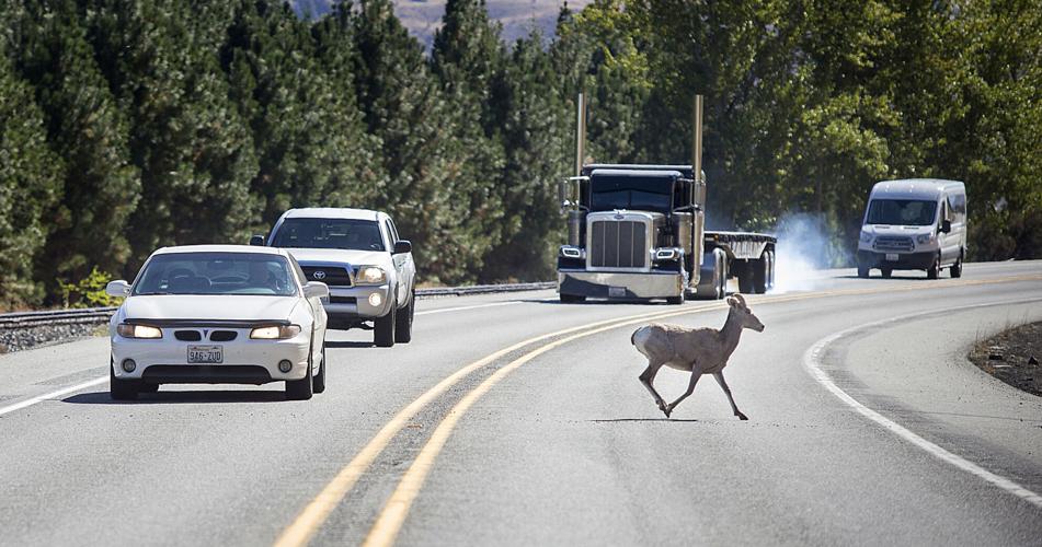 Opinion | Ronald Balzer: Extend the Highway 97A wildlife fence to ...
