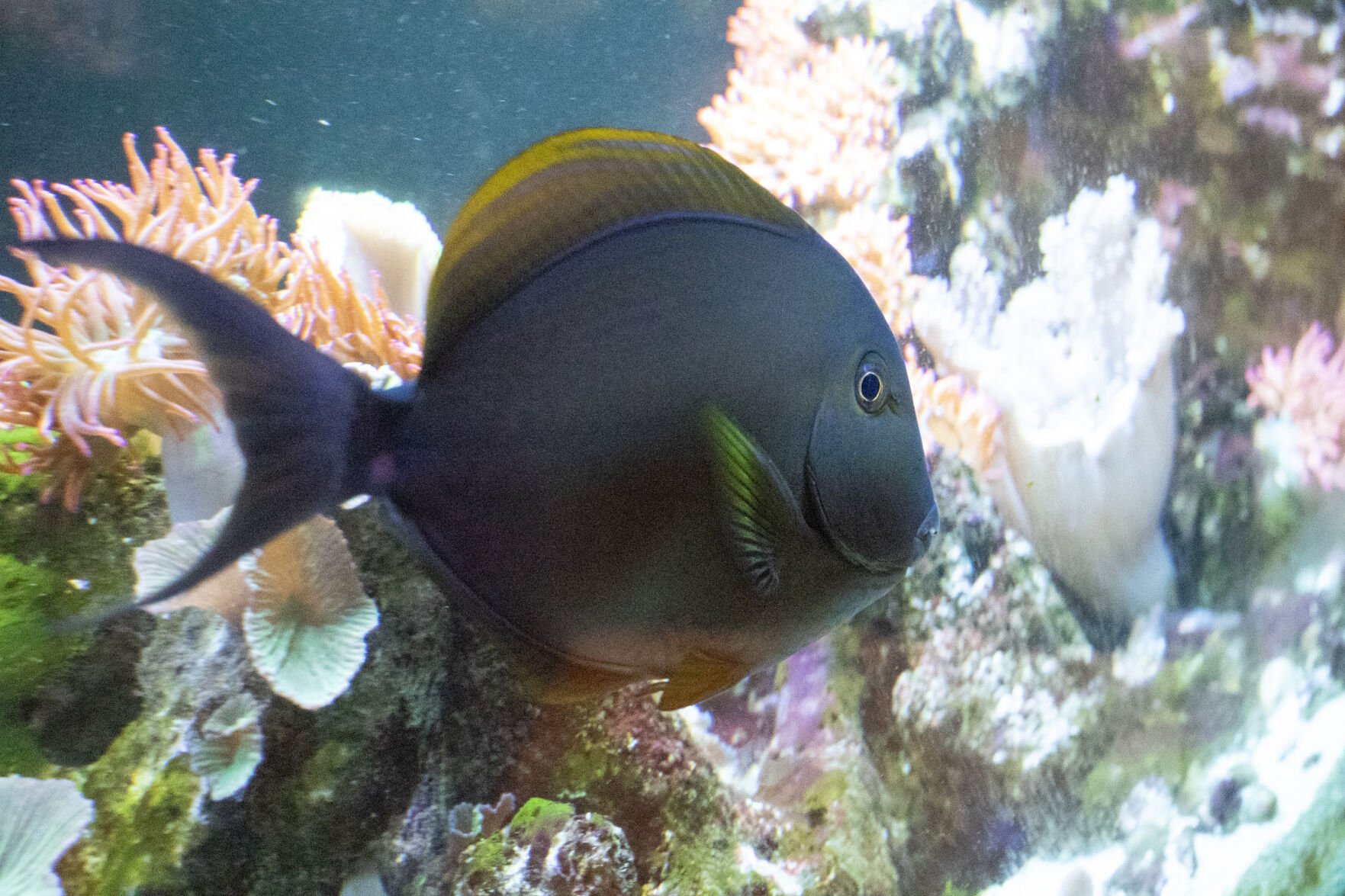 Familiar face downtown: Cameron Miller’s daily routine weaves community ...