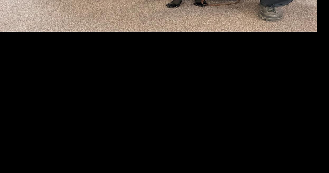 Waterville 4th-grader leads teddy bear drive for Washington State ...