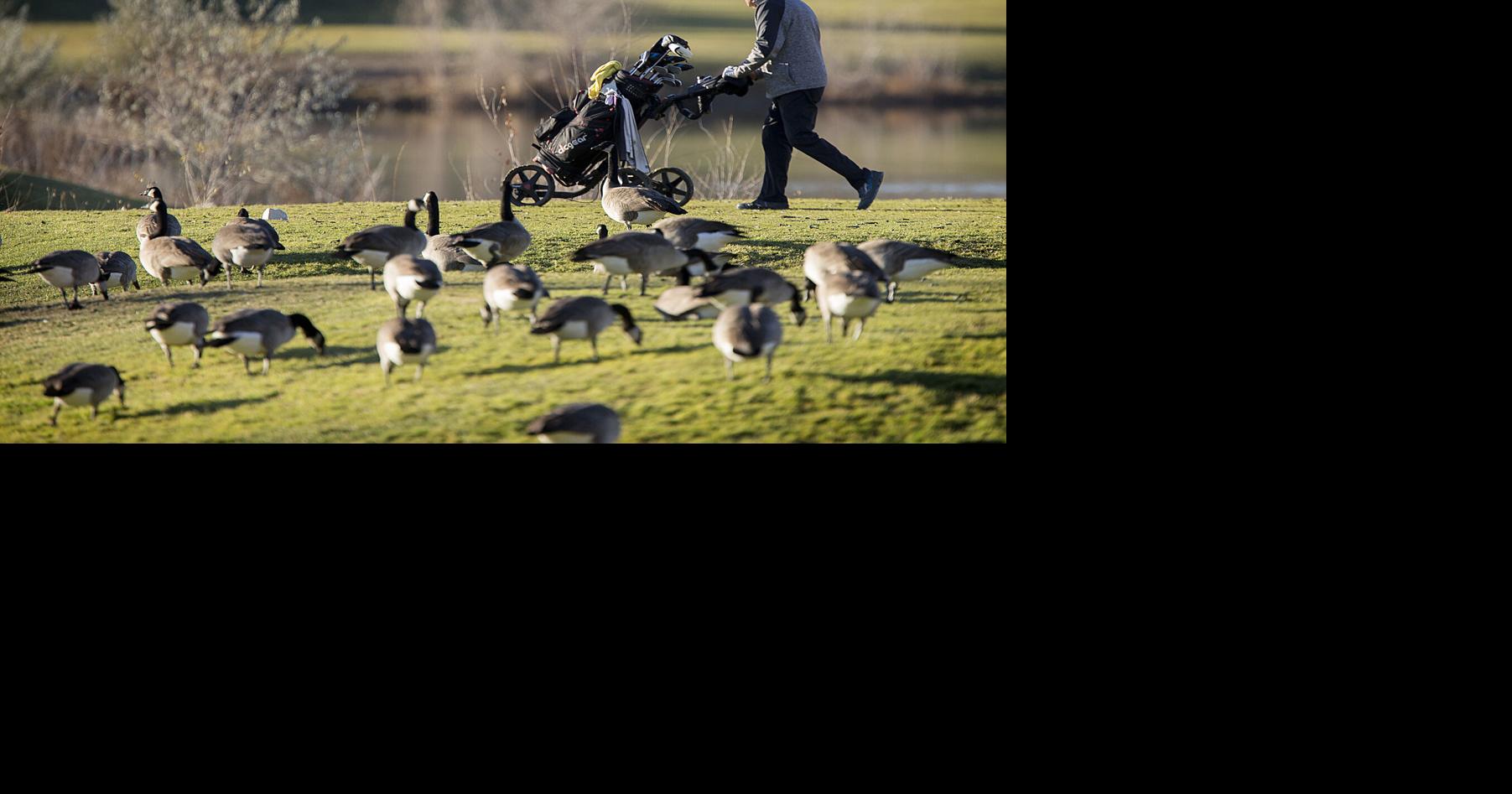 Photo: A gaggle gallery | Local News | wenatcheeworld.com