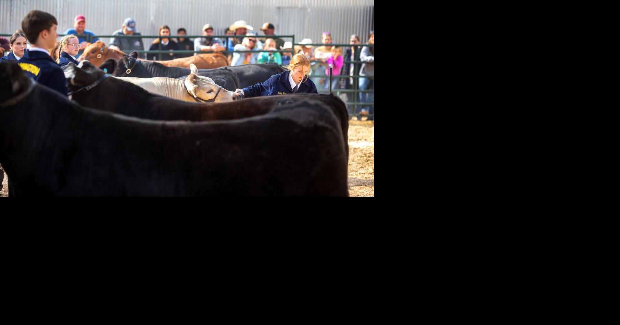 Fair time! Youth show their livestock at fairgrounds | Empire Press ...