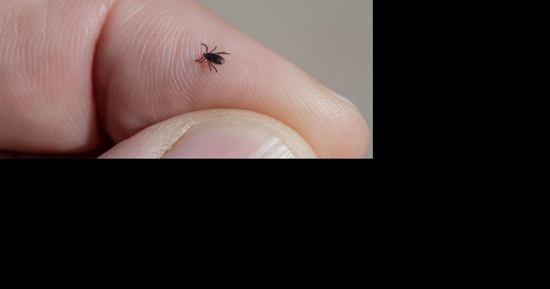 Ticks spreading in the Pacific Northwest? Warming trends could worsen ...
