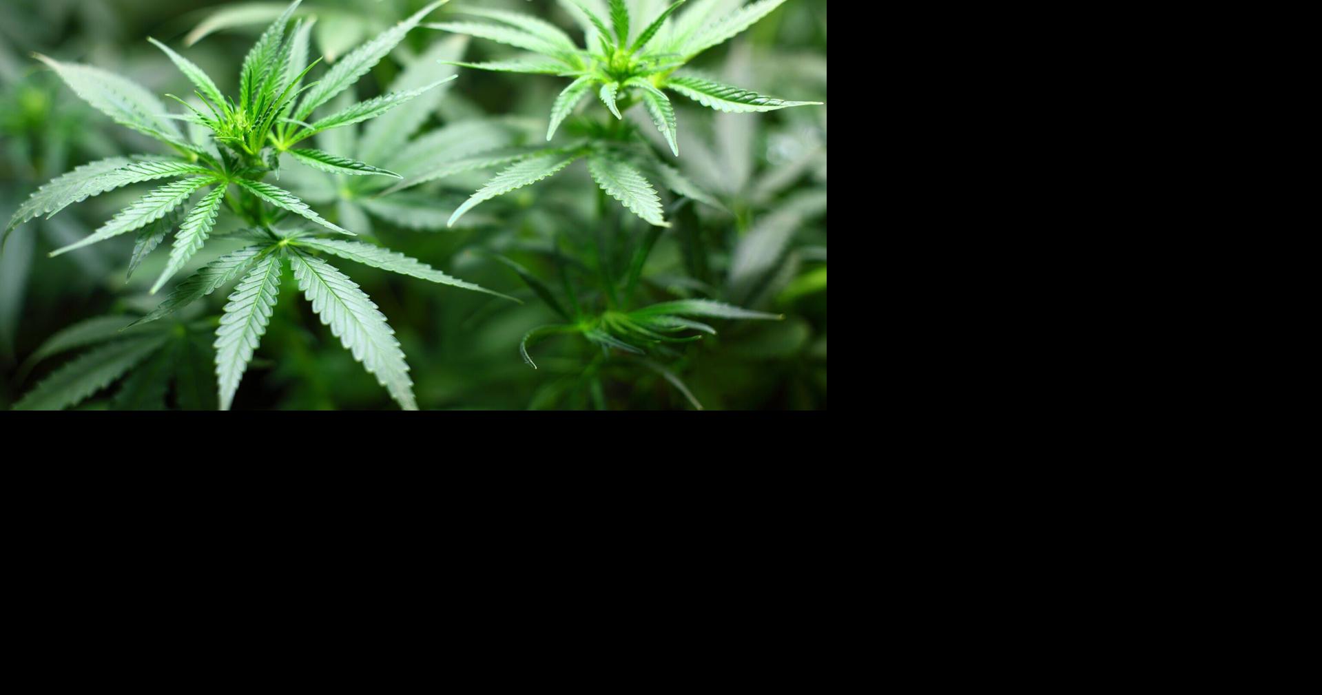 Marijuana linked to bouts of intense vomiting among some longtime users ...