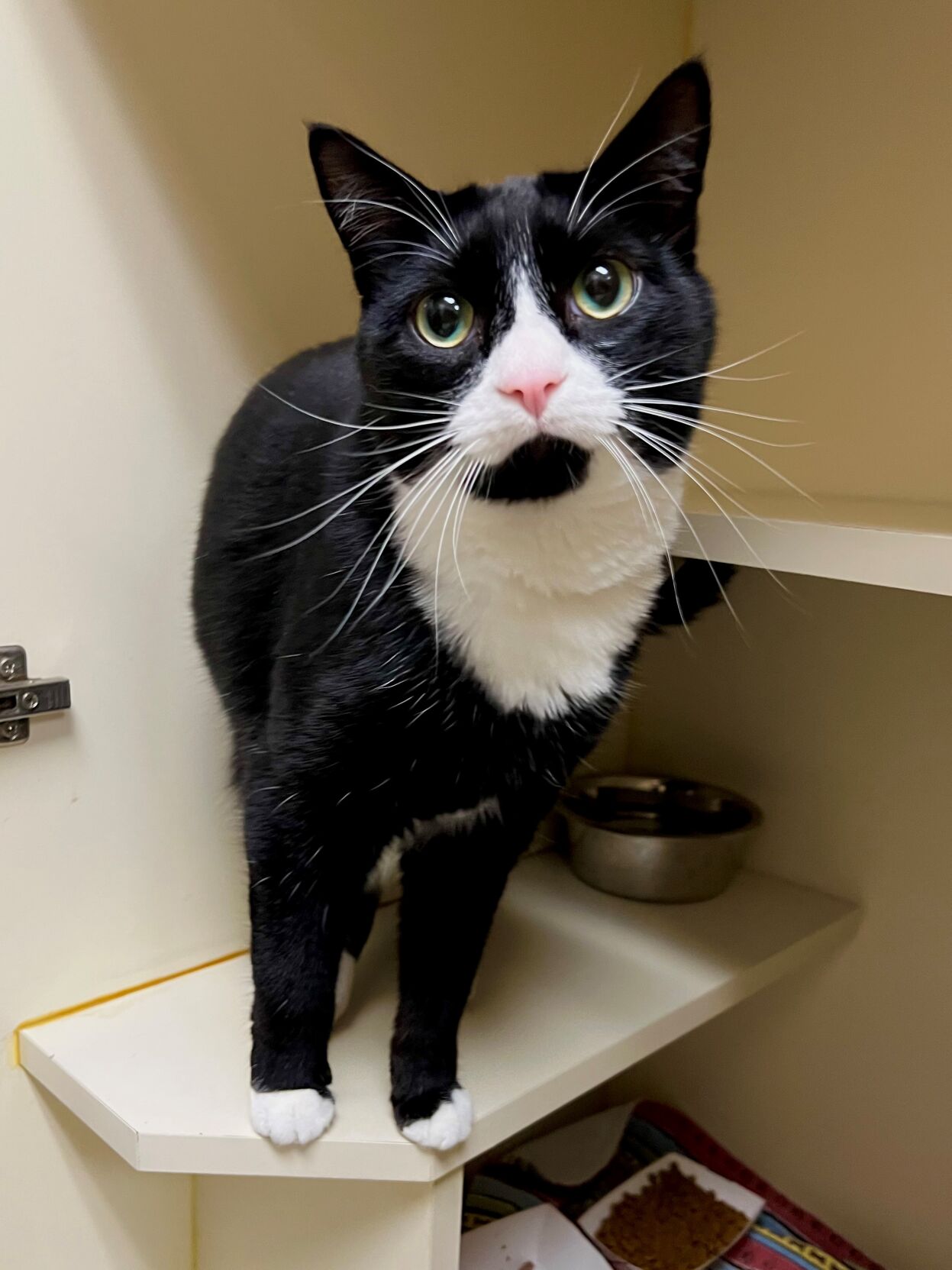 Pet of the Week | Meet Nick Cage | lifestyles | wenatcheeworld.com