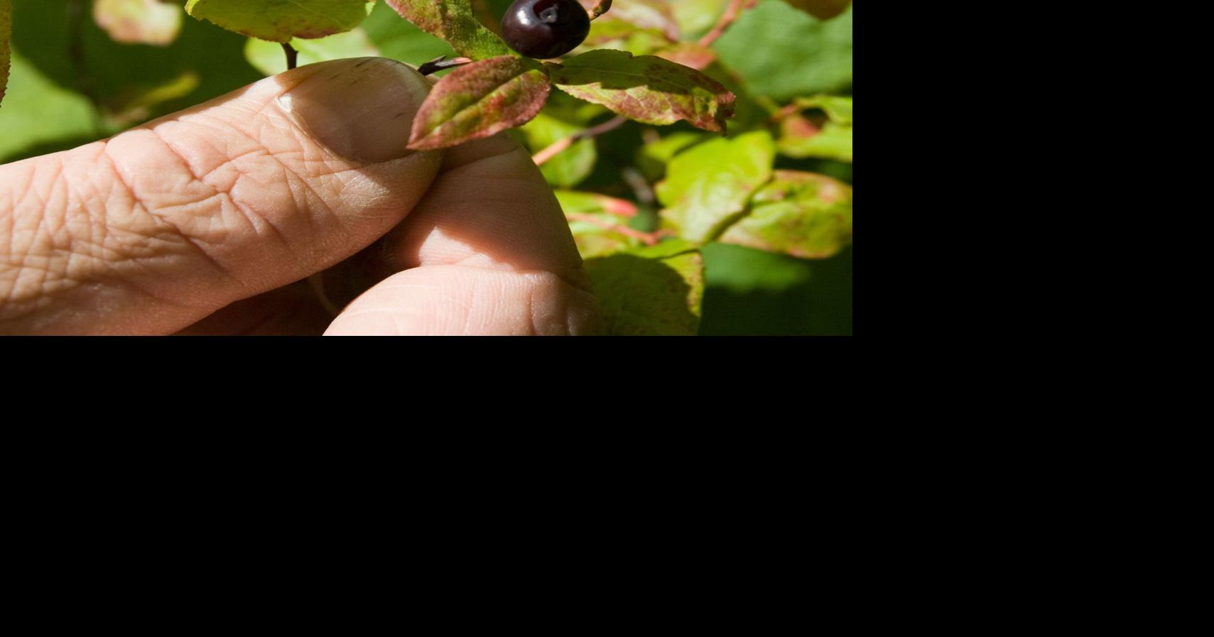 Stark beauty in meadows above Entiat And huckleberries, too | Sports ...
