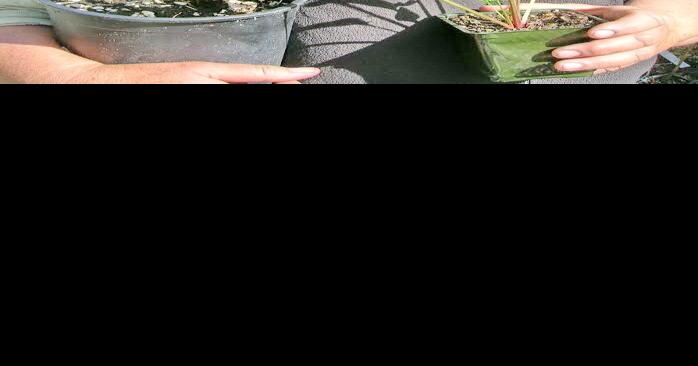 Patricia Anne Rasmussen | In Memoriam | wenatcheeworld.com