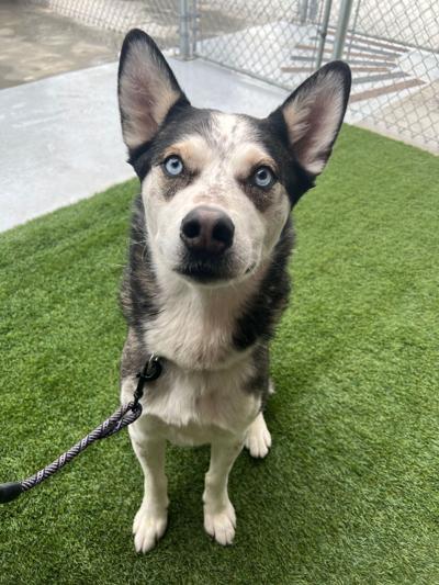 Pet of the Week | Meet Michael | News | wenatcheeworld.com