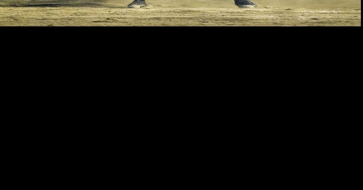 Photo Gallery: Hell on Hooves rodeo action | Local News ...