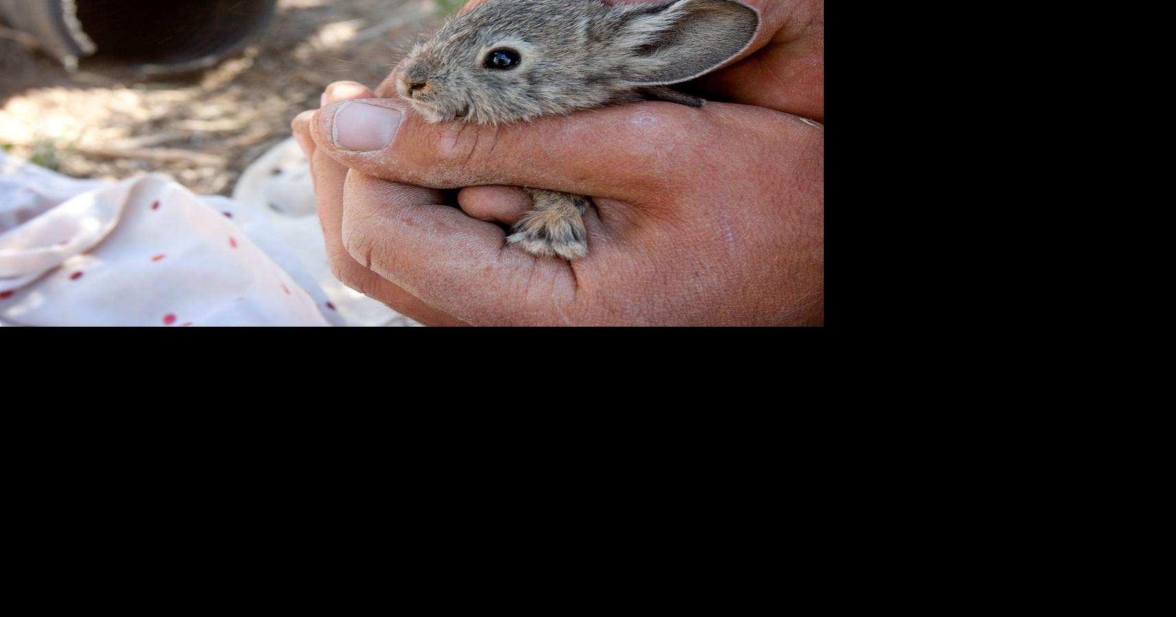 Can drones count endangered rabbits in Central WA better than people ...