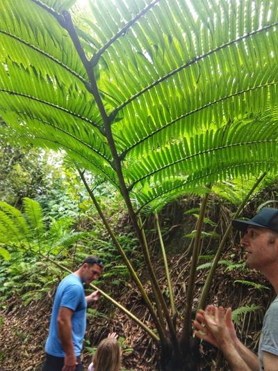 Waterville Wanderings | Giant King Fern | Community | wenatcheeworld.com