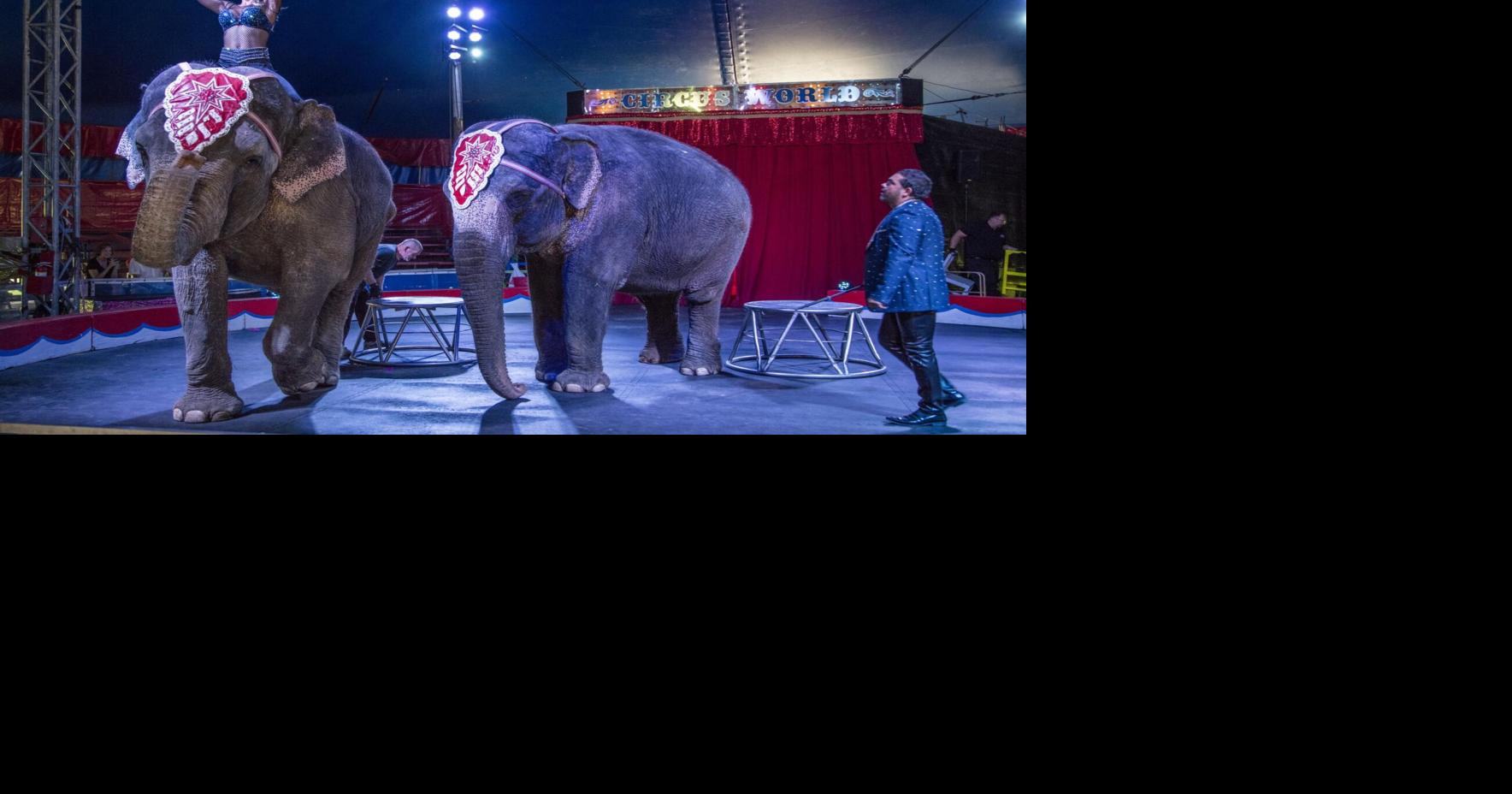 Town Toyota Center PFD board to allow buffalos, other animals at circus ...