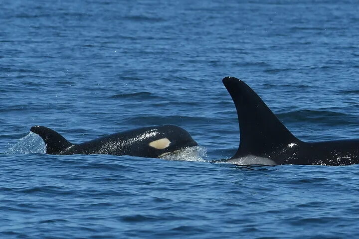 New orca babies grow endangered southern resident population | News ...