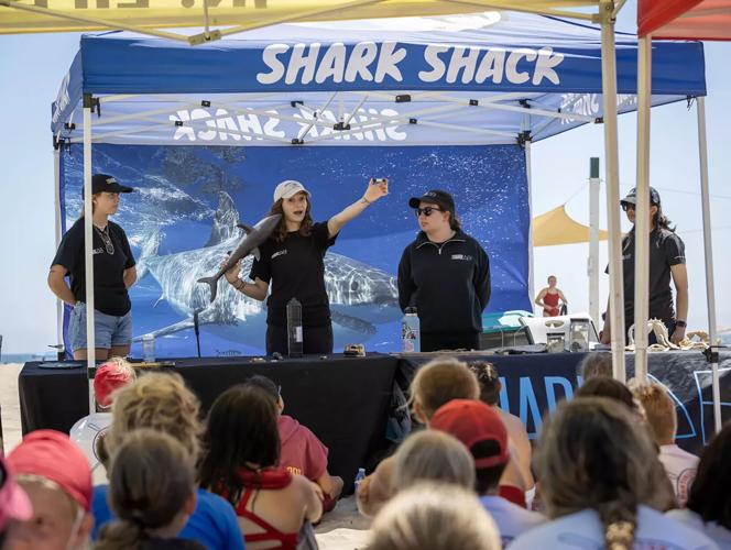 Attention beachgoers: Everything you think you know about sharks is ...