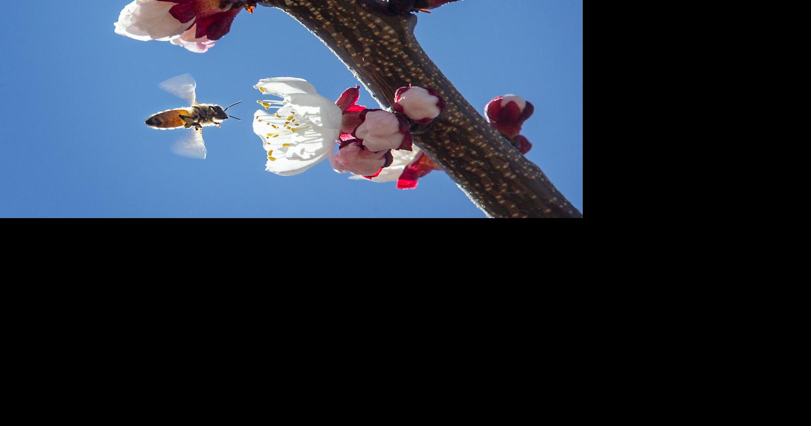 A ‘sting’ operation: Uncovering some truths about honey bees in NCW ...