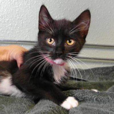 Pet of the Week: Raise sweet Heidi | News | wenatcheeworld.com