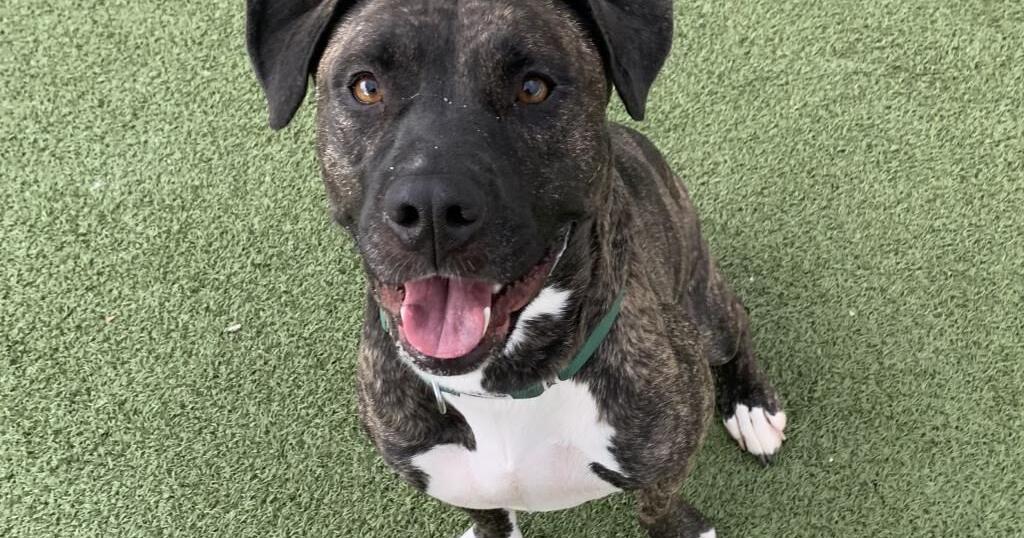 Pet of the Week | Meet Rhoda | News | wenatcheeworld.com