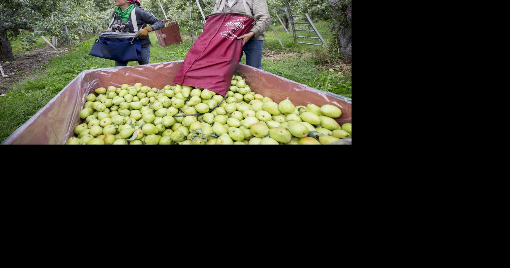 Pear crop looking good, say growers | Forecast calls for 16.1 million ...