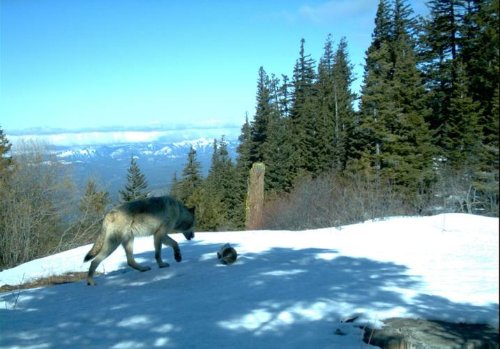 Wolf pack slips into Teanaway | Northwest News | wenatcheeworld.com