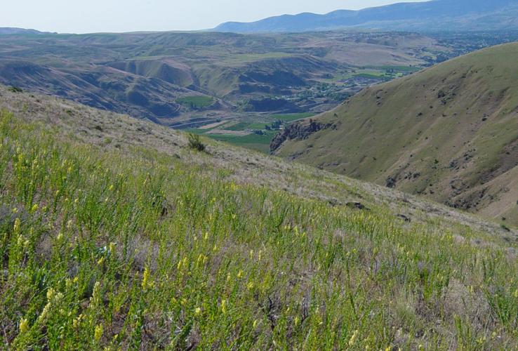 In the Garden | Beware the Dalmatian toadflax | At Home ...