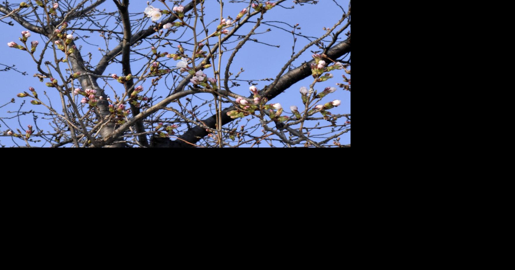 Japan's cherry blossom season begins with first flowering confirmed in ...