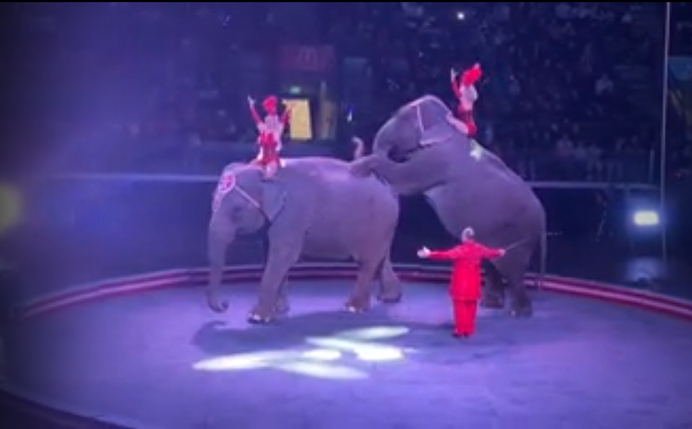 Town Toyota Center PFD board to allow buffalos, other animals at circus ...