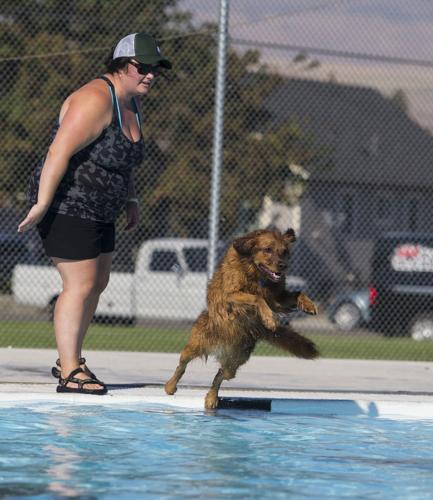 Photos: Doggie Swim Day at City Pool | News | wenatcheeworld.com