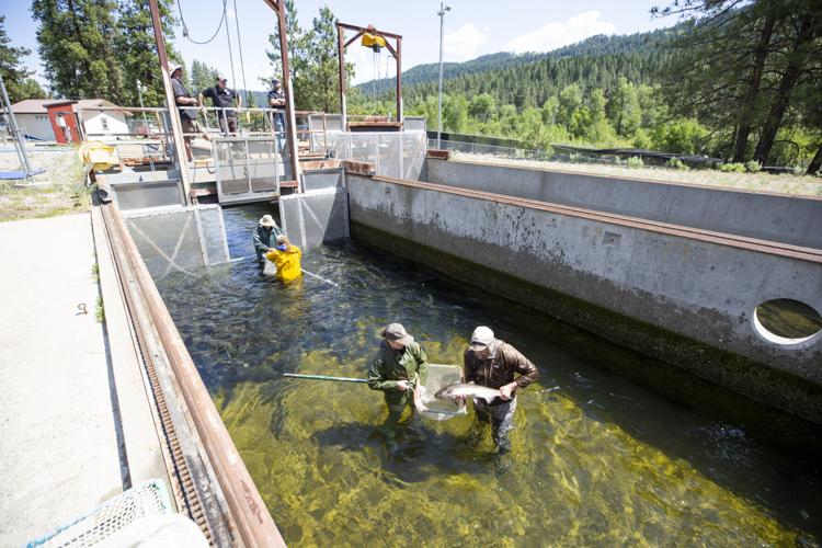 PHOTO GALLERY: Spring Chinook return to hatchery | News ...