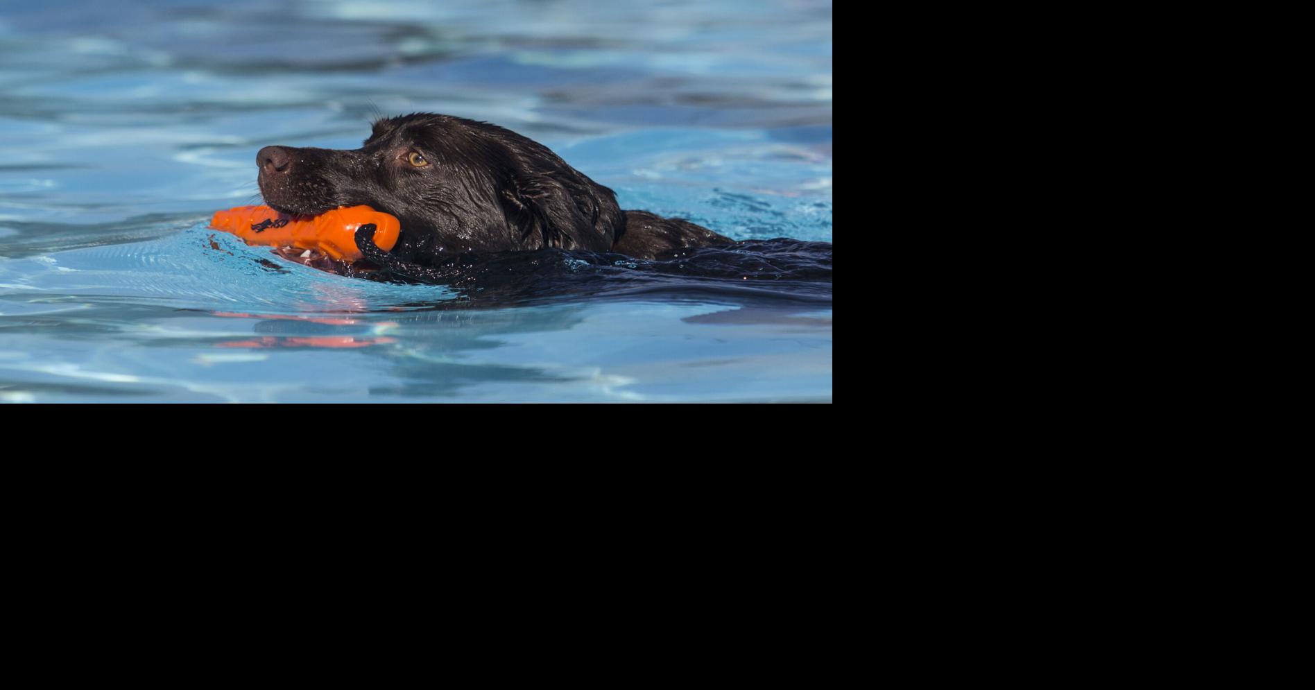Treat your pooch to a swim at the city pool Saturday | News ...