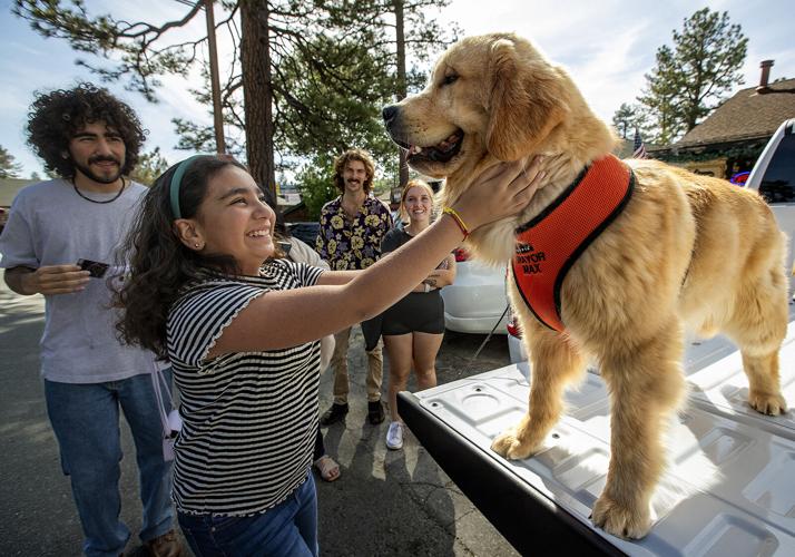 The unusual story of how a dog became a town's mayor | News ...