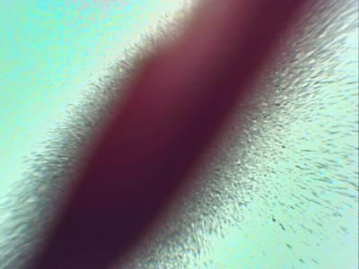 Dear Gabby | Under the microscope: Corn pollen | Community ...