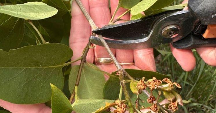 After your lilac blooms fade, do the plant a solid by deadheading ...