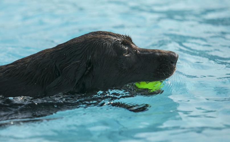 PHOTO GALLERY: Doggie Paddle Swim Day | | wenatcheeworld.com