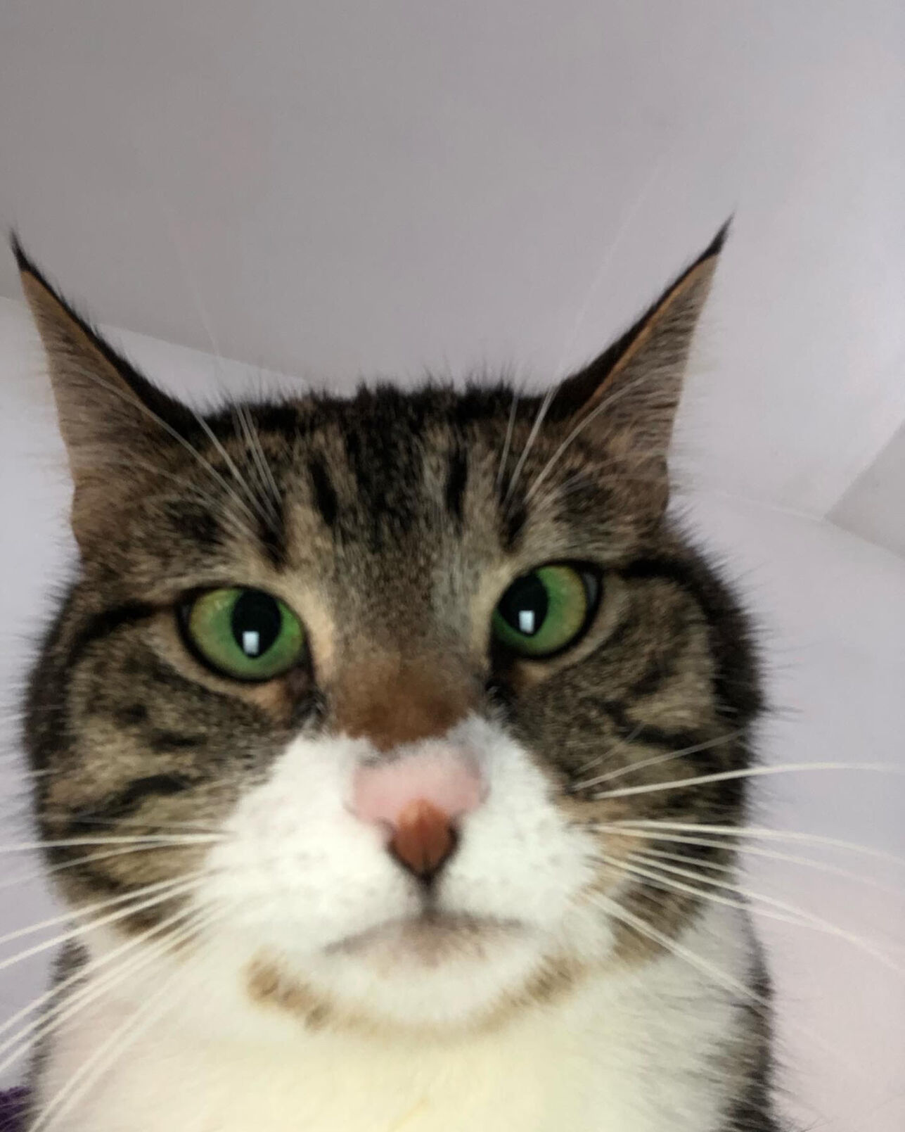 Don't tempt me with a good time | Everybody needs a cat | GO ...