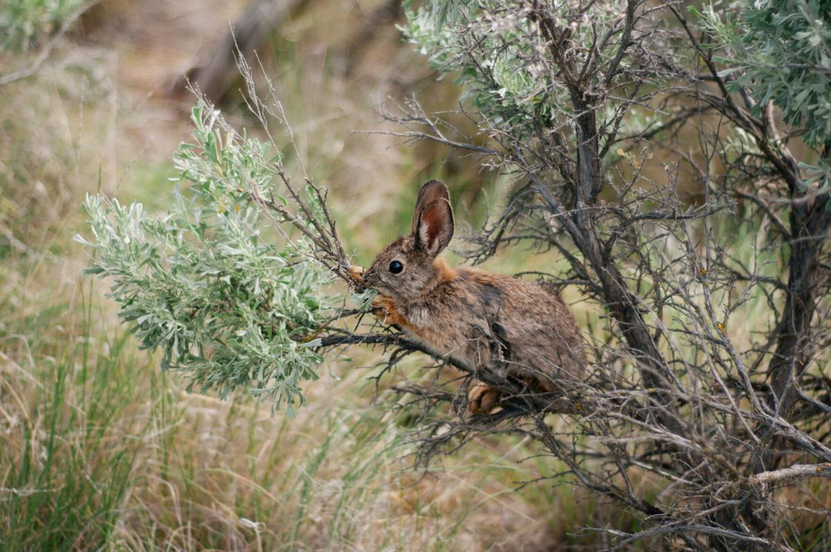 A place for pygmy rabbits: Gift of land near Quincy helps in species ...