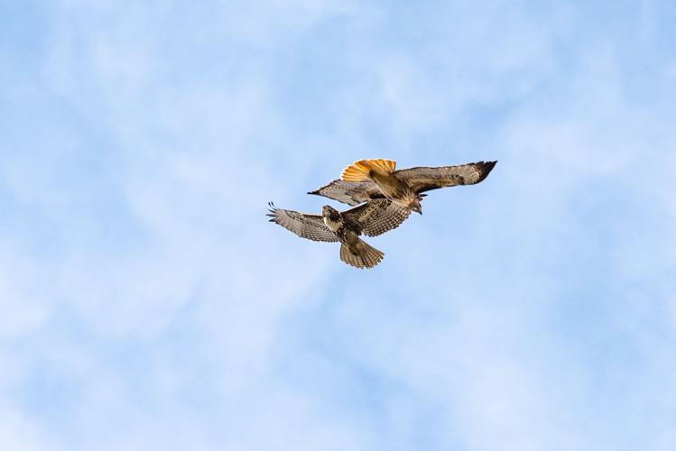 A moment in time: 2022 Foothills Photo Contest winners | Foothills ...