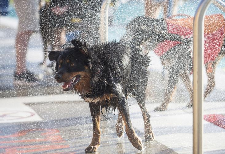 SWIMMING DOGGY STYLE: Pup paddle ends summer pool season a bit early ...