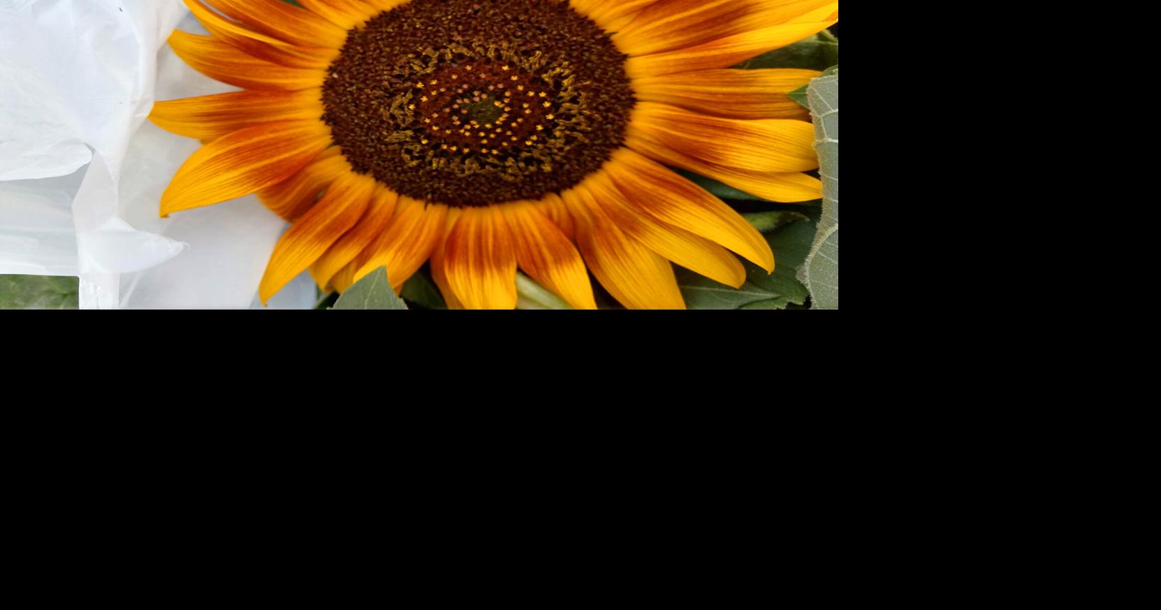 Waterville Wanderings | The incredible edible sunflower | Empire Press ...