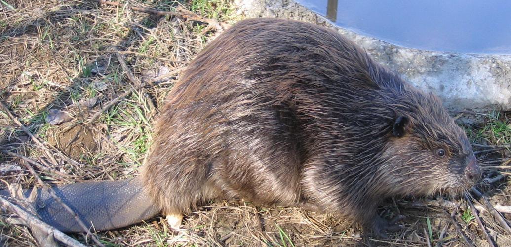 Beaver relocation becomes catalyst for climate change discussion ...