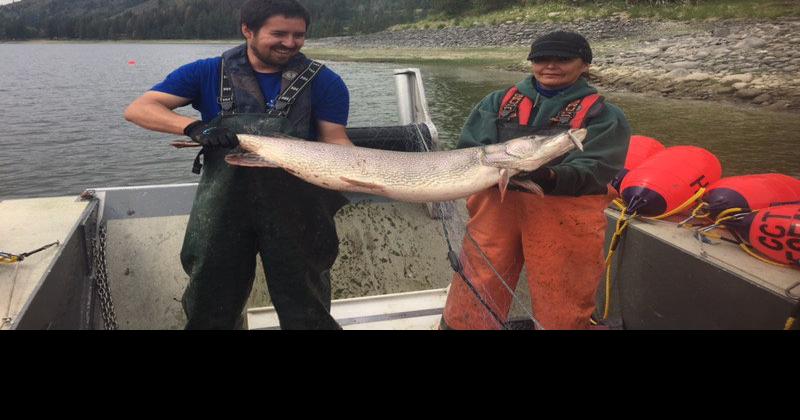 State upgrades northern pike invasive species listing | Northwest News ...