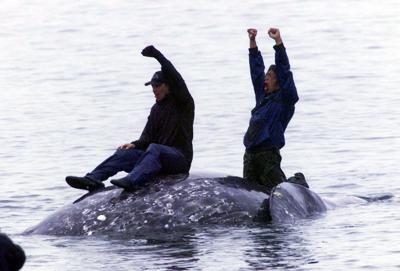 Makah Tribe will again be allowed to hunt gray whales off WA coast ...