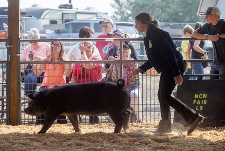 Fair time! Youth show their livestock at fairgrounds | Empire Press ...