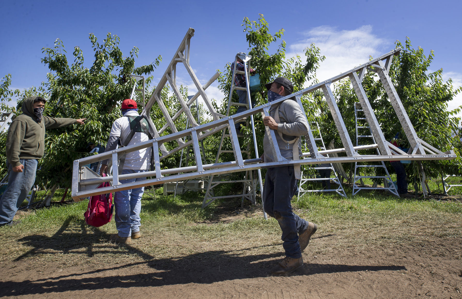 Wenatchee Valley cherry growers remain optimistic amid drought, rising ...