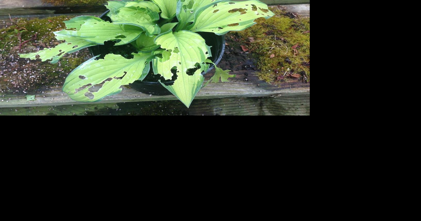 When it comes to garden slugs, prevention is key | lifestyles ...