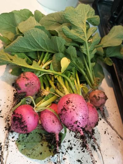 Waterville Wanderings | Pink Beauty radishes | Community ...