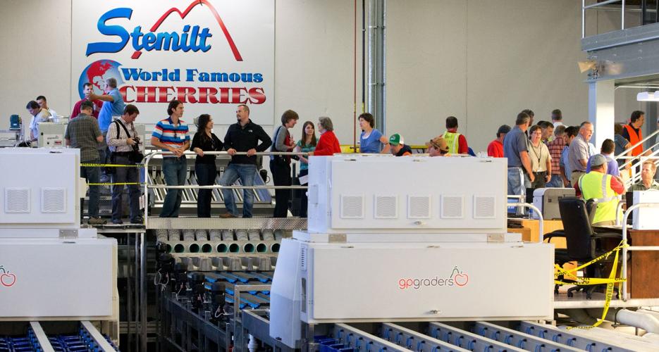 Stemilt taps technology to pack cherries | Local News | wenatcheeworld.com