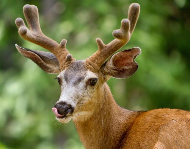 Stehekin | VISITOR'S GUIDE | wenatcheeworld.com